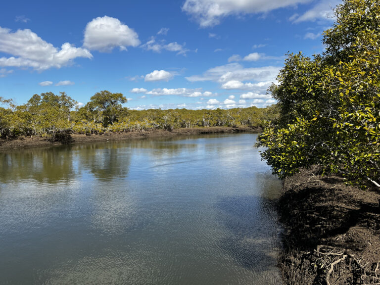 Exploring the Natural Beauty of Boondall Wetlands - Just Be Your Self Blog