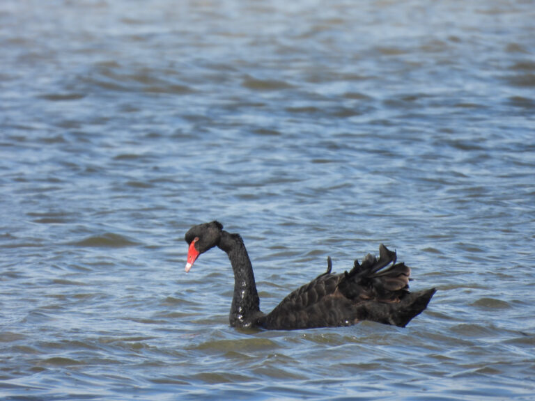 Exploring Sandy Point: Shallow Inlet Marine and Coastal Park - Just Be ...
