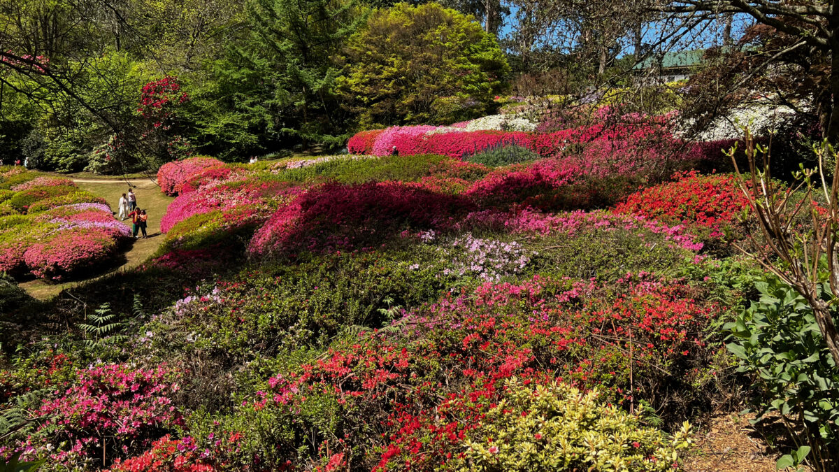 Dandenong Ranges Botanic Garden: A Floral Paradise in Victoria ...
