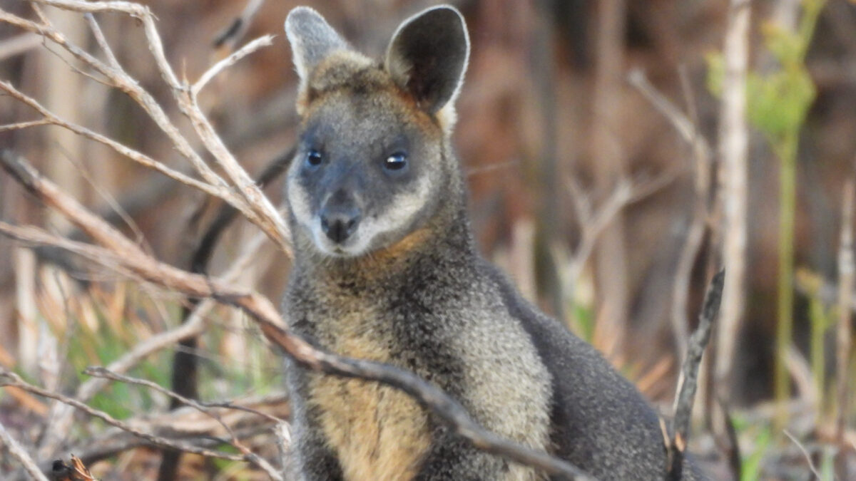 Exploring Nature: The Prom Wildlife Walk at Wilsons Promontory - Just ...