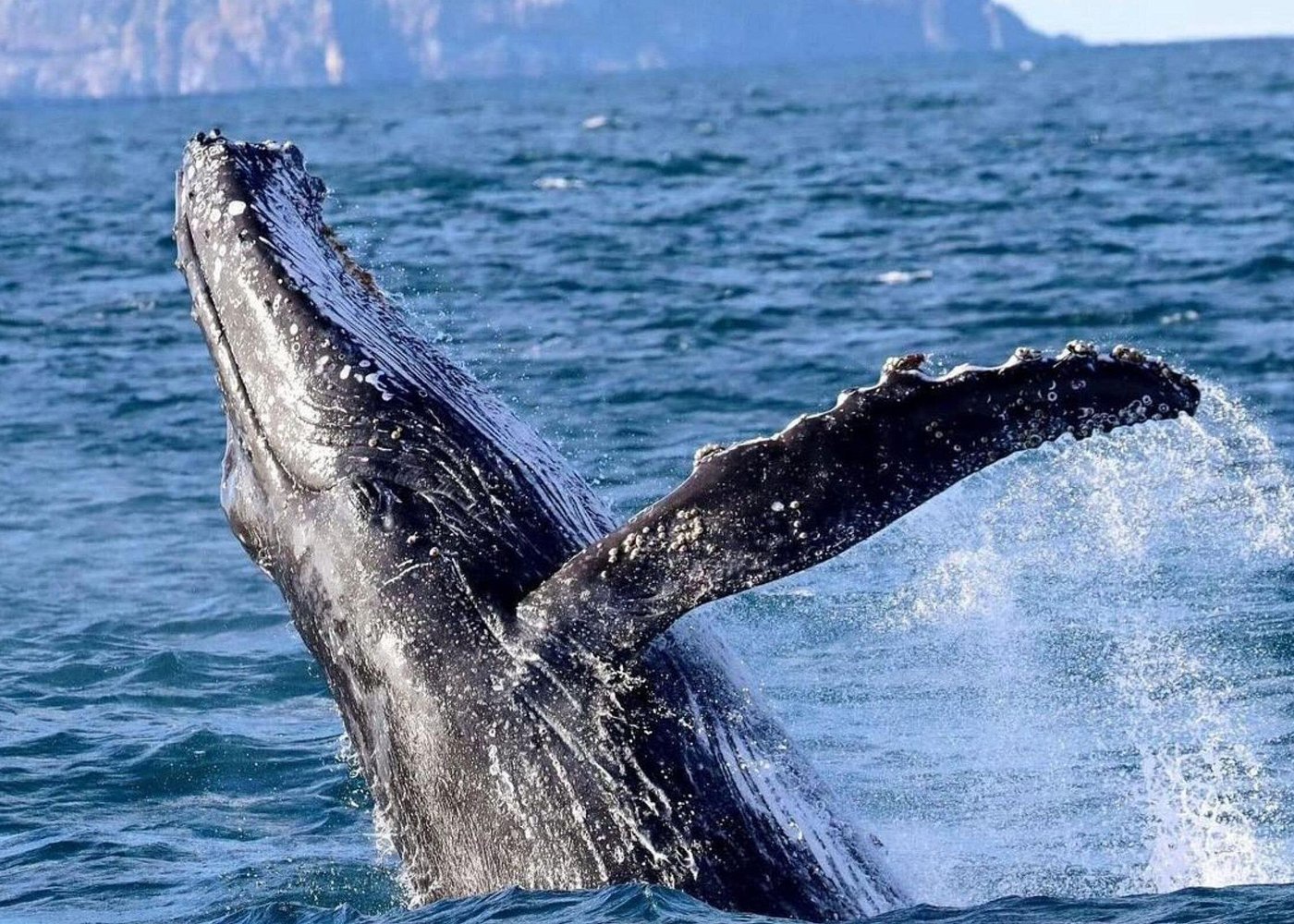 Exploring Frazer Beach: A Gem in Munmorah State Conservation Area, NSW ...